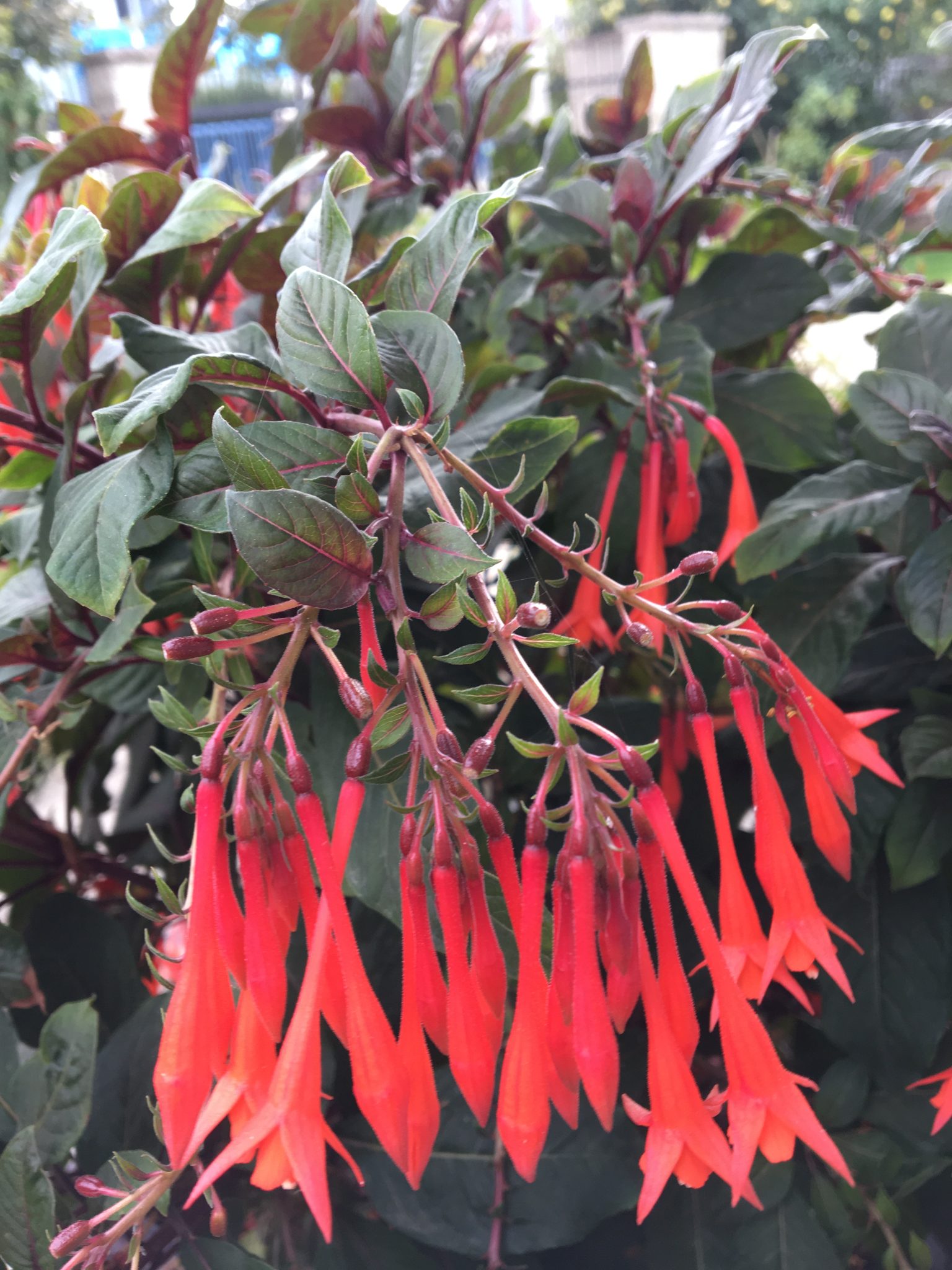 Fuchsia triphylla – Moje Rastliny