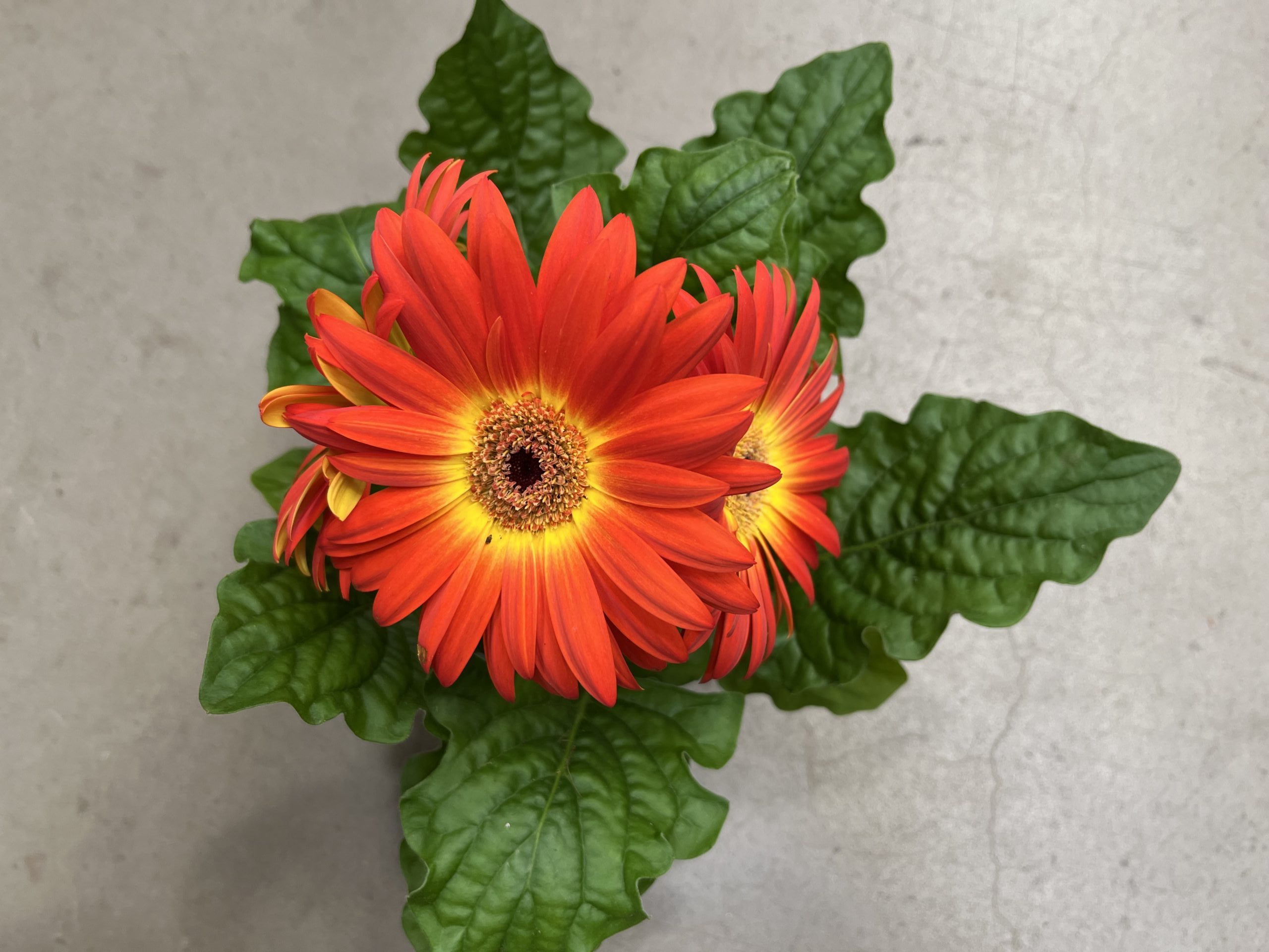 Gerbera - Moje Rastliny