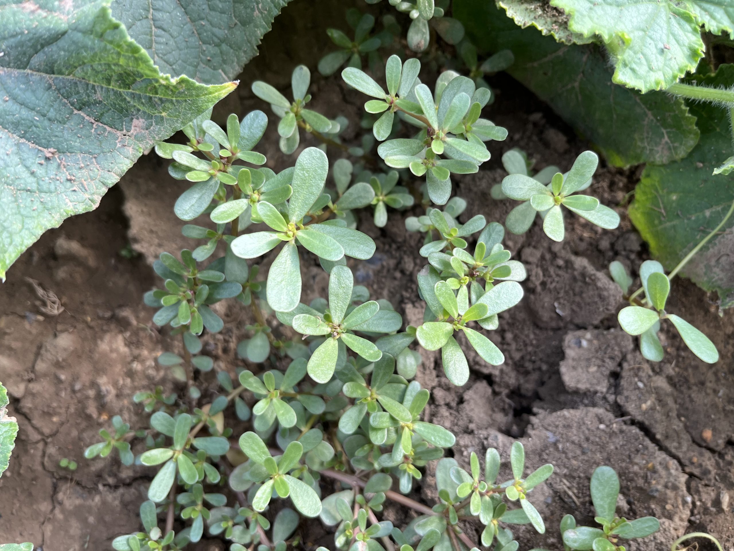 Portulaka zeleninová - Moje Rastliny
