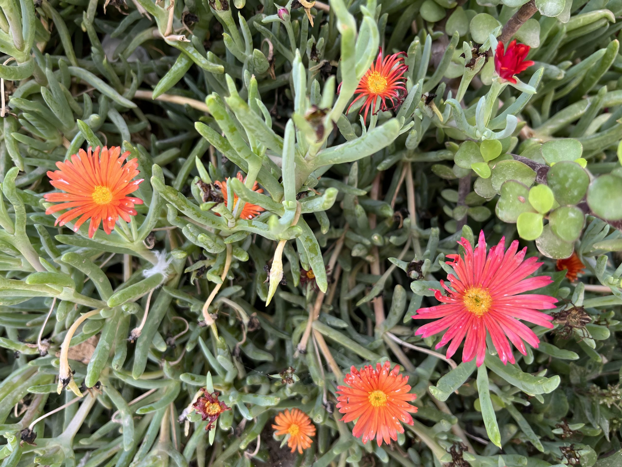 Malephora crocea - Moje Rastliny