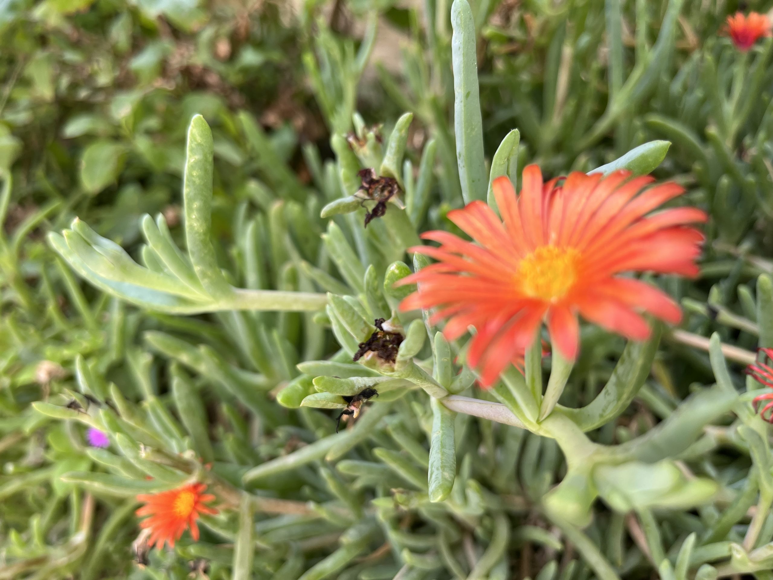Malephora crocea - Moje Rastliny