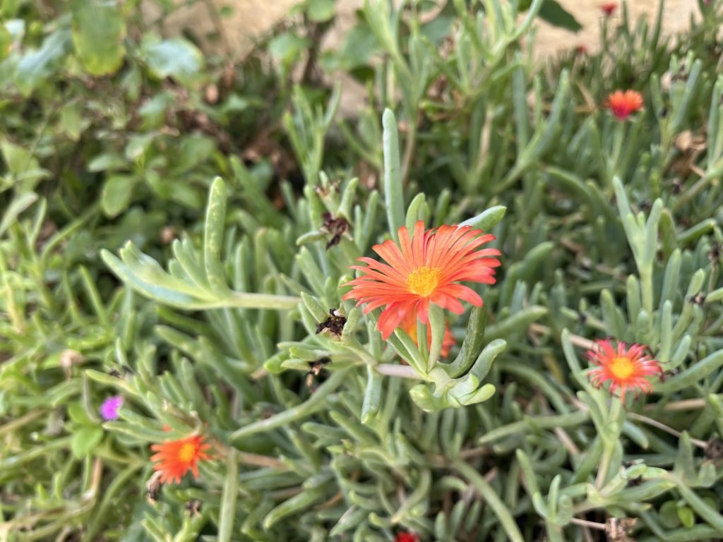 Malephora crocea – Moje Rastliny