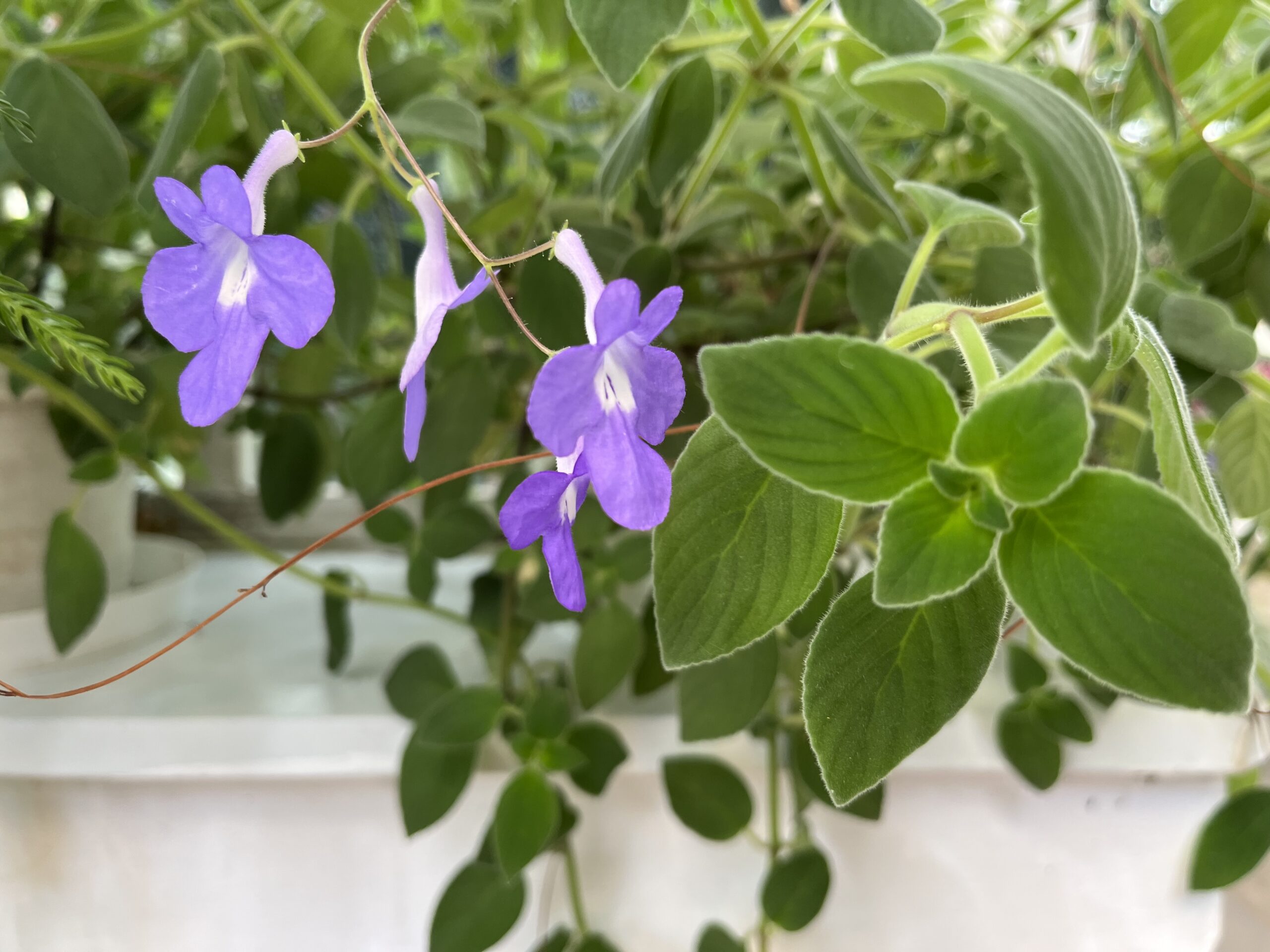 Streptocarpus saxorum – Moje Rastliny