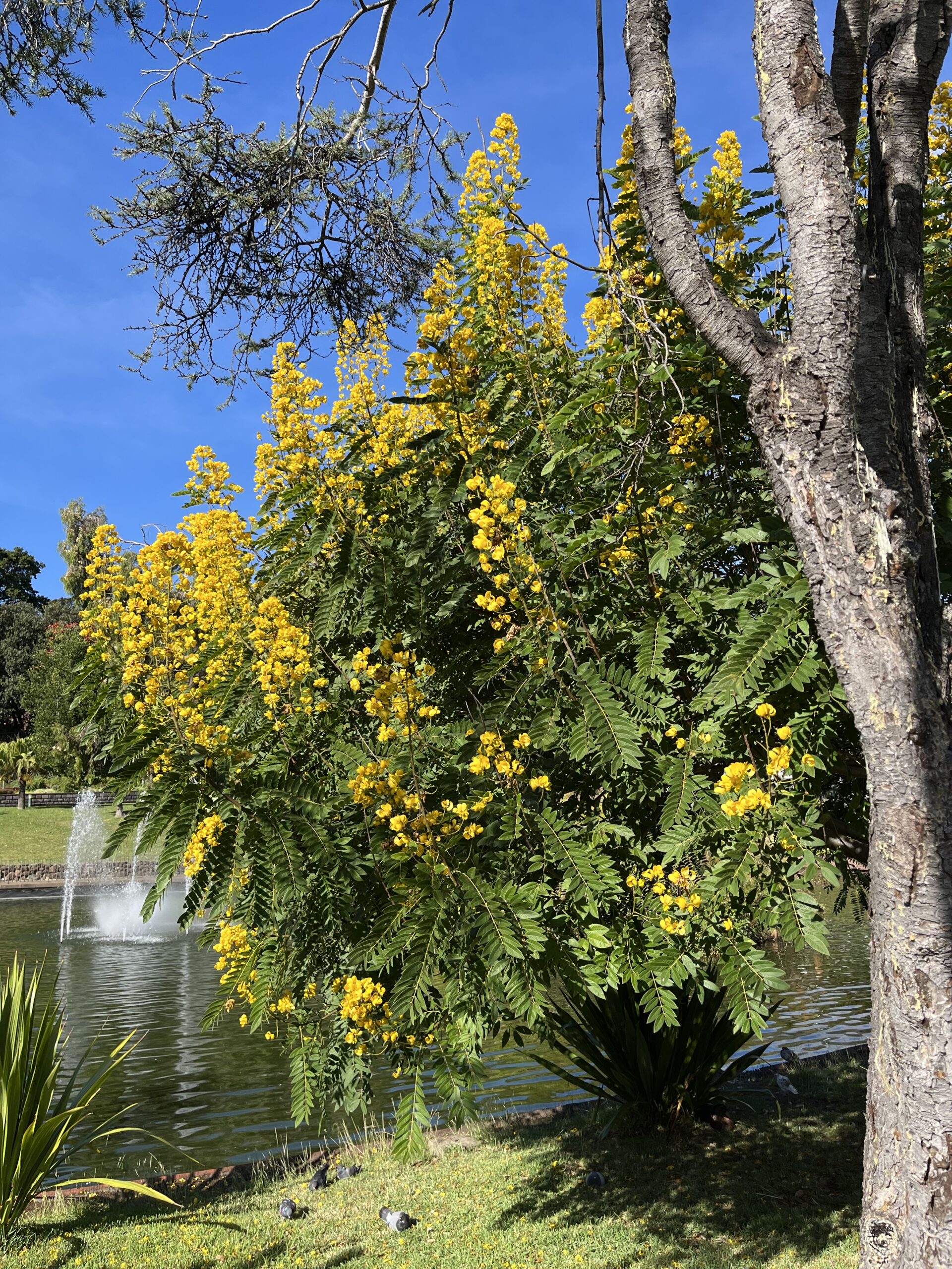 Senna spectabilis – Moje Rastliny