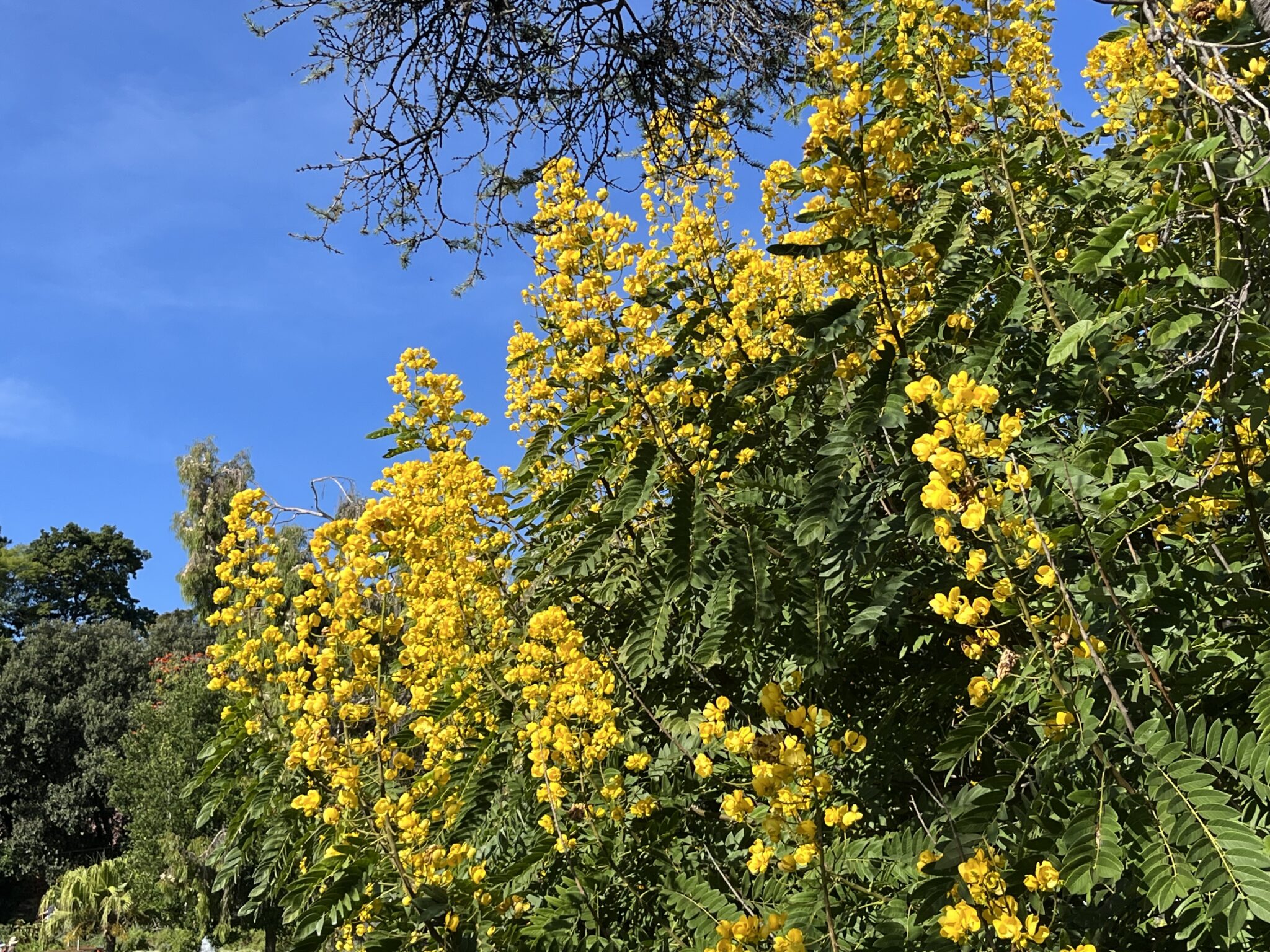 Senna spectabilis – Moje Rastliny